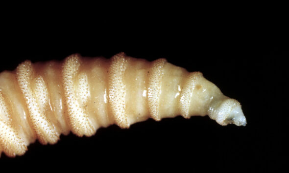 New World screwworm reaches New Mexico as new cases are confirmed in ...